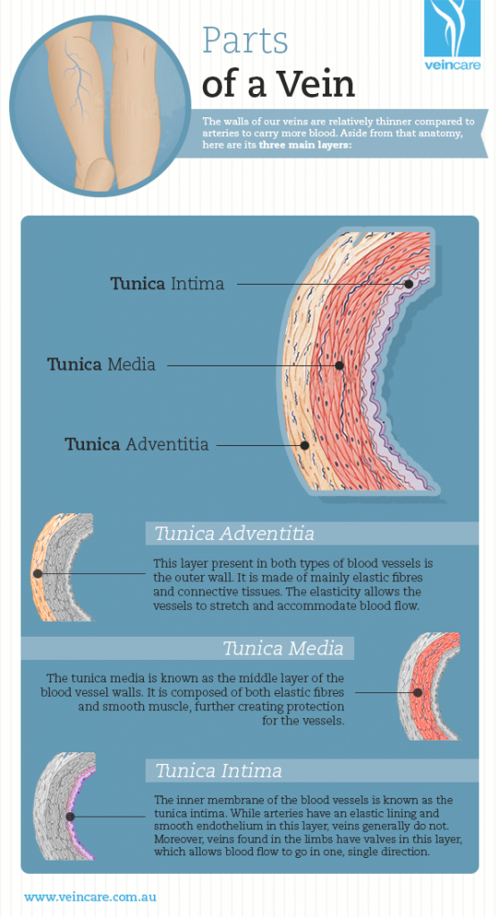 Learn Parts of Vein and Health Tips in Melbourne